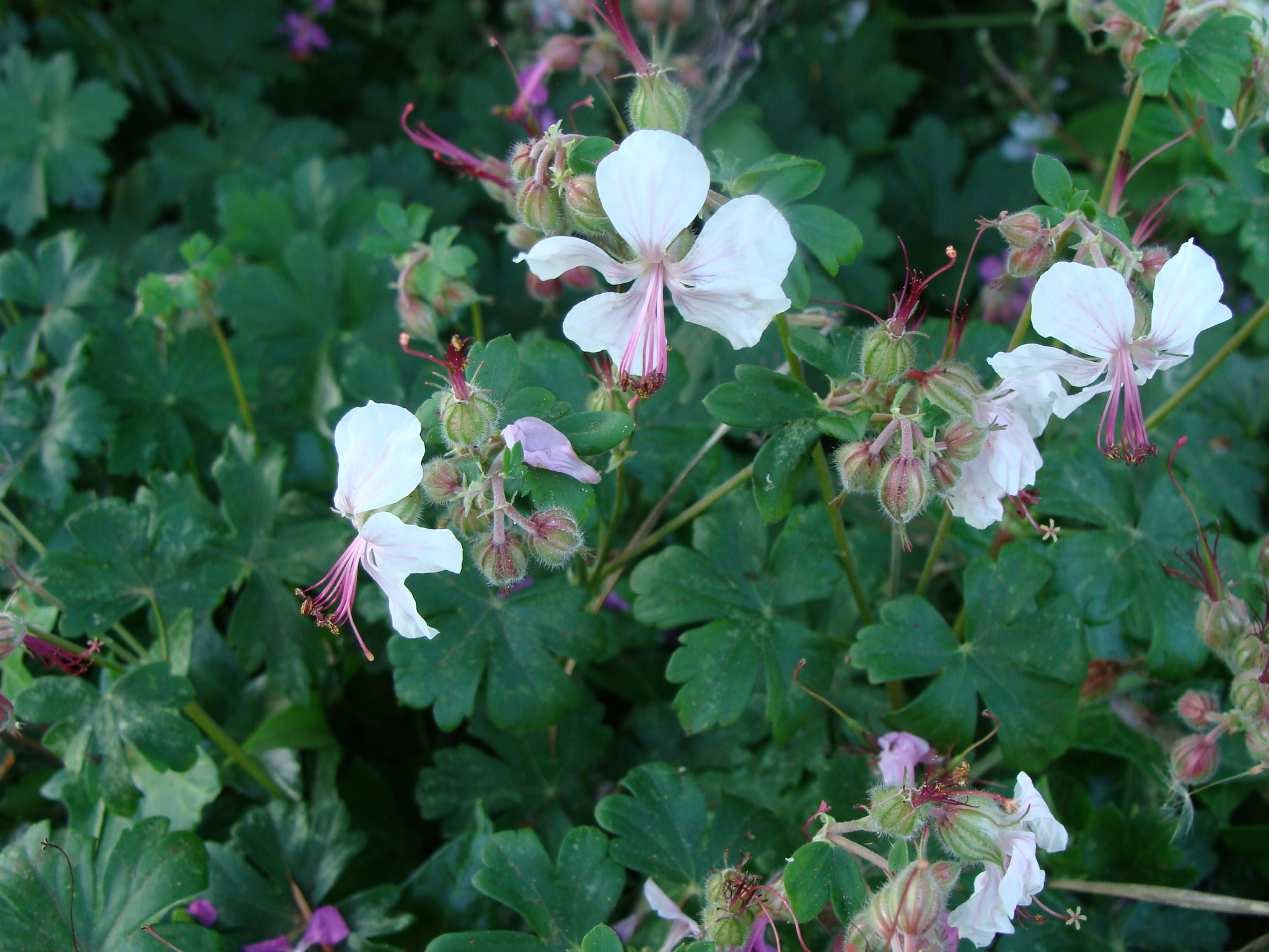 Plant-A-Day 2020 (Day 135) Geranium “Biokovo” | Garden ESCAPADES