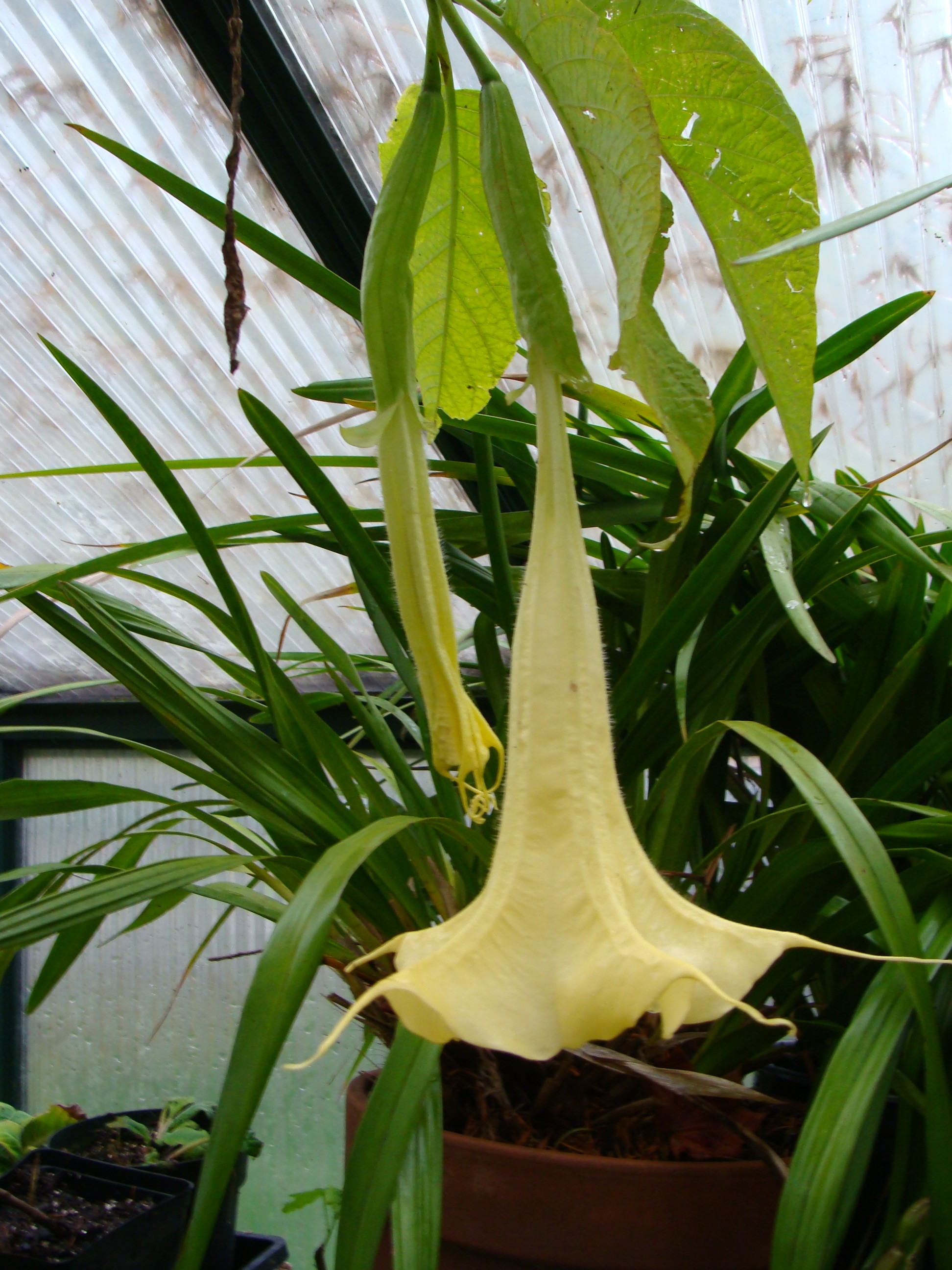 Plant-A-Day 2020 (Day 15) Brugmansia “Charles Grimaldi” | Garden ESCAPADES