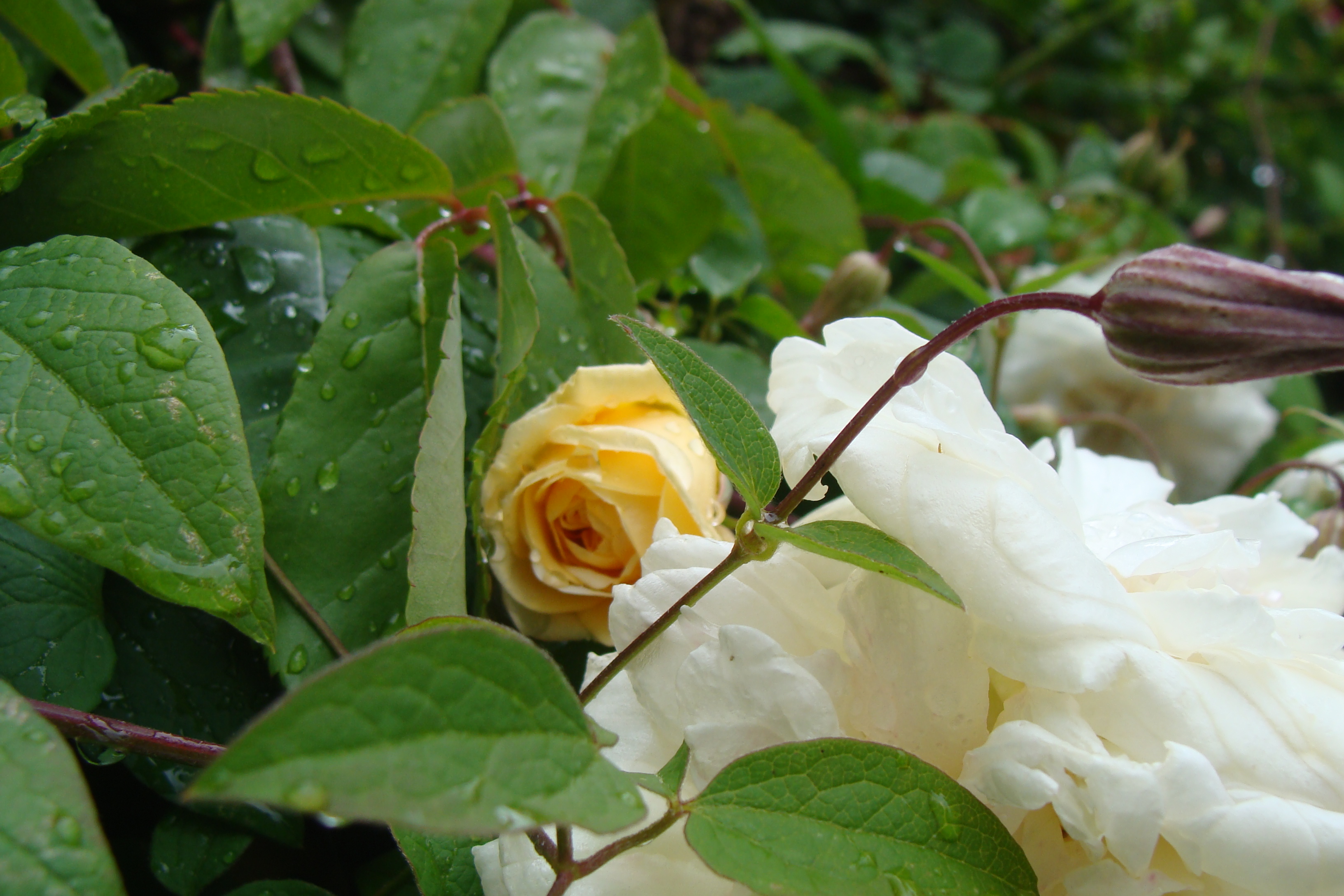 Plant-A-Day 2020 (Day 168) Rose “Alister Stella Gray” | Garden ESCAPADES