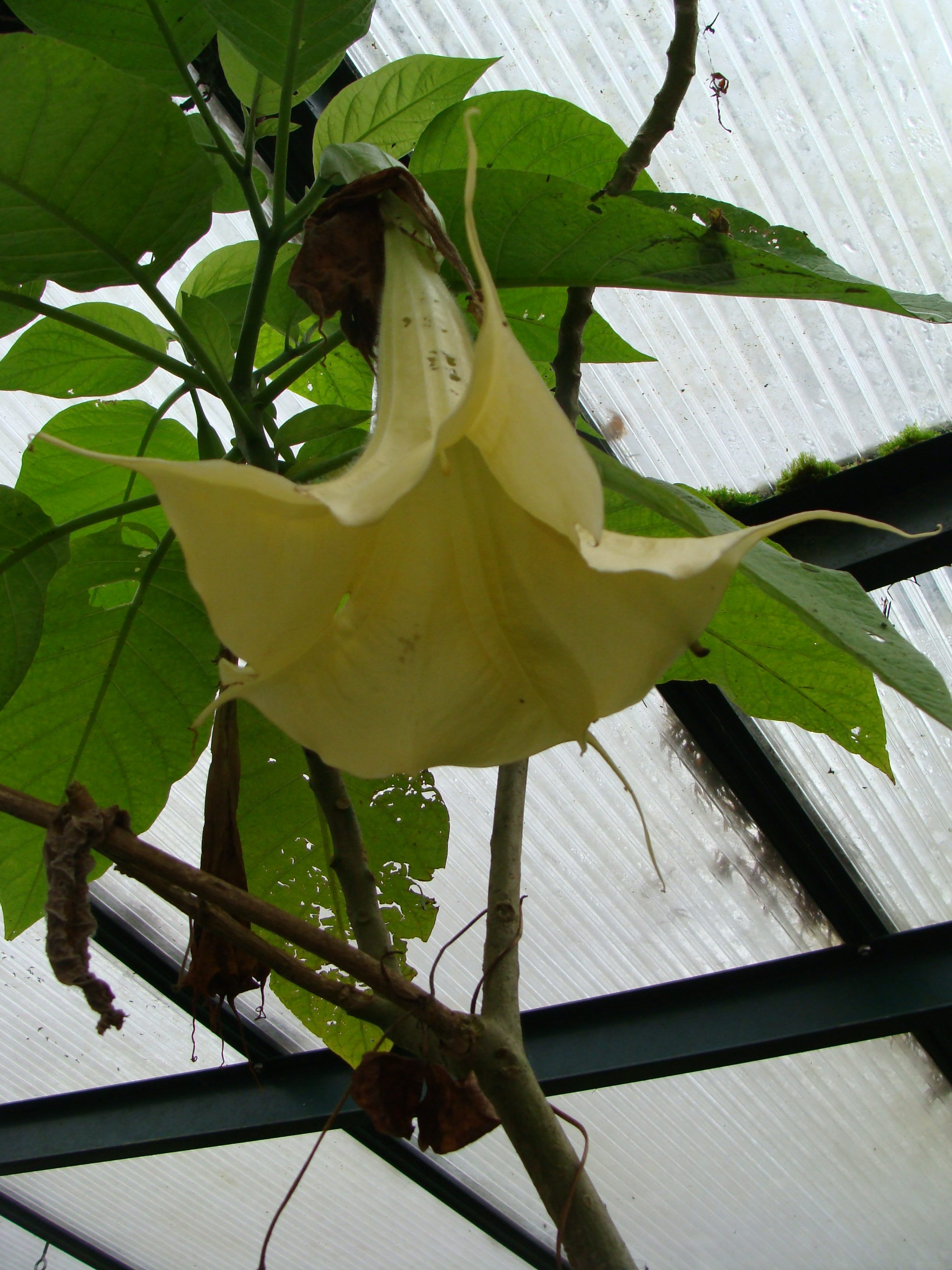 Plant-A-Day 2020 (Day 15) Brugmansia “Charles Grimaldi” | Garden ESCAPADES