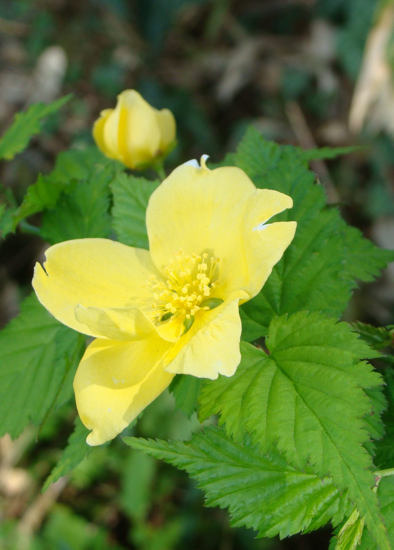 Plant-A-Day 2020 (Day 61) Kerria Japonica | Garden ESCAPADES