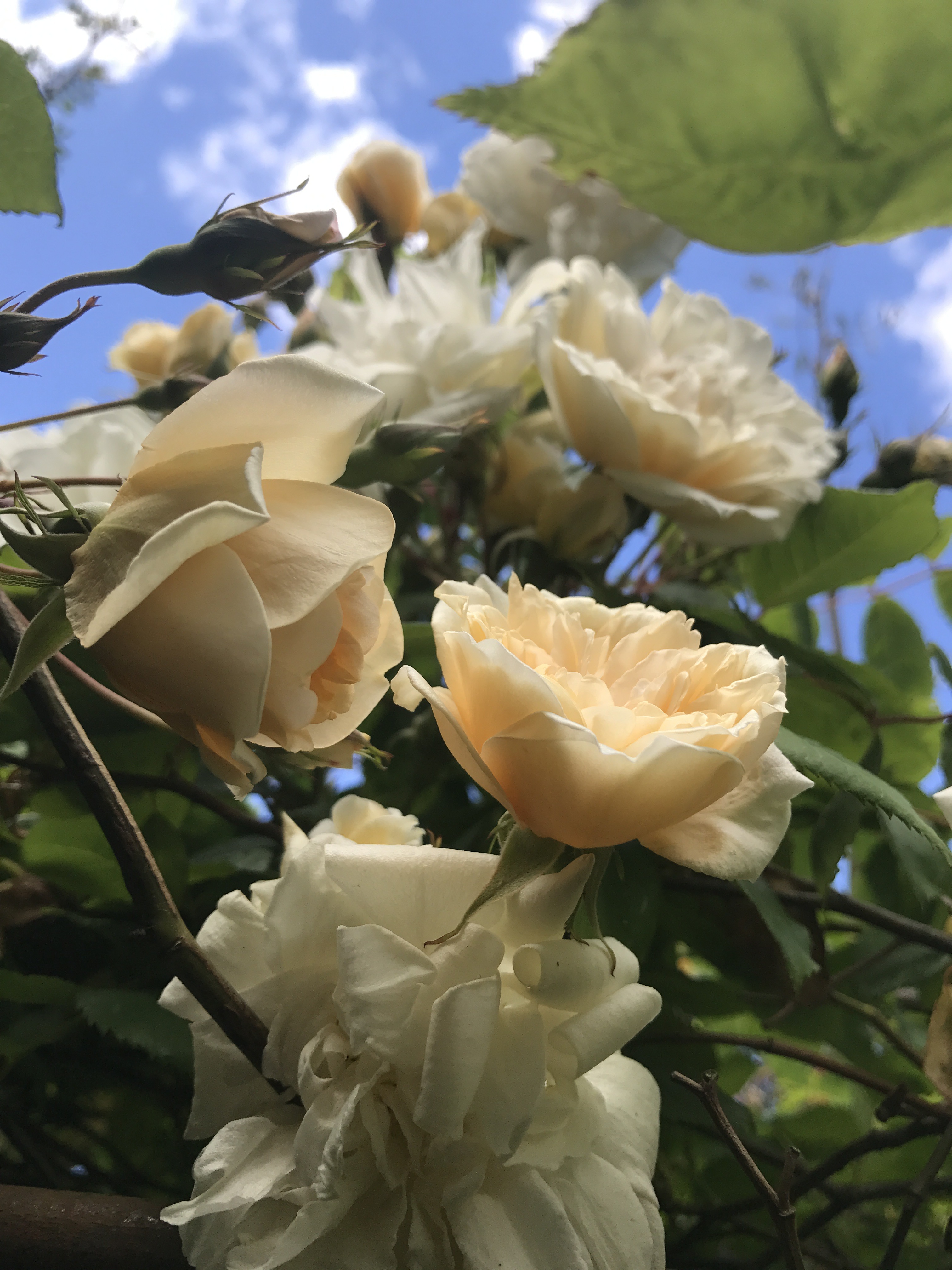 Plant-A-Day 2020 (Day 168) Rose “Alister Stella Gray” | Garden ESCAPADES