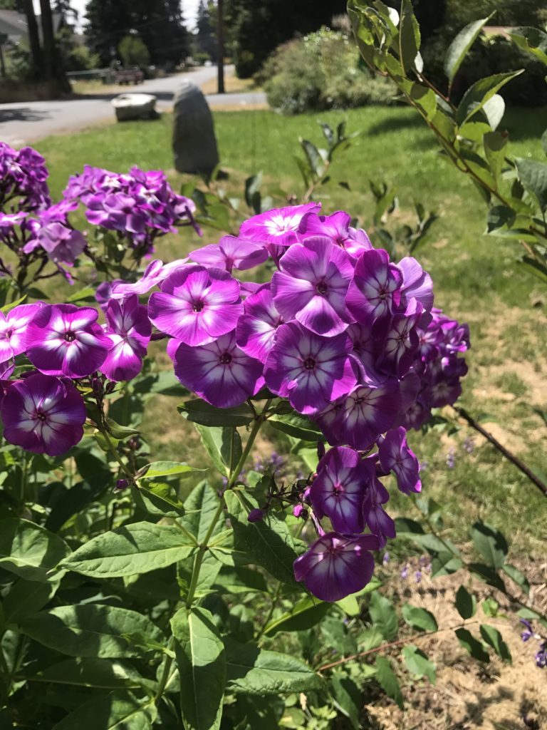 Plant-A-Day 2020 (Day 205) Phlox paniculata “Laura” | Garden ESCAPADES