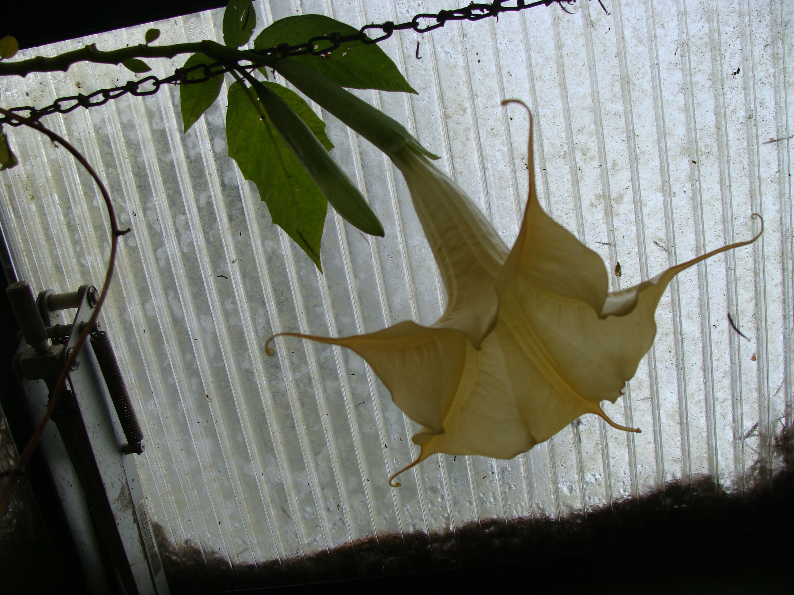 Plant-A-Day 2020 (Day 15) Brugmansia “Charles Grimaldi” | Garden ESCAPADES