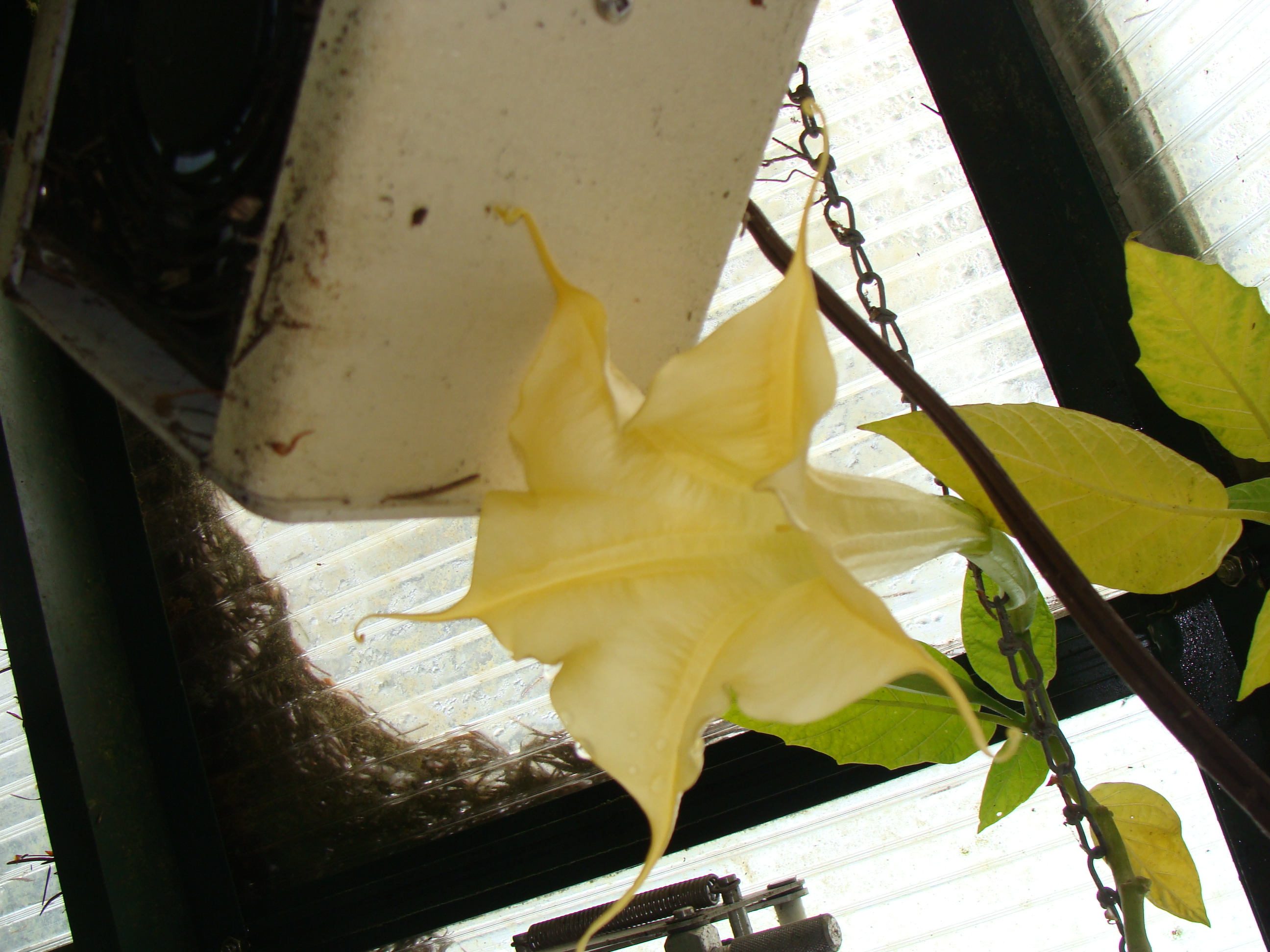 Plant-A-Day 2020 (Day 15) Brugmansia “Charles Grimaldi” | Garden ESCAPADES
