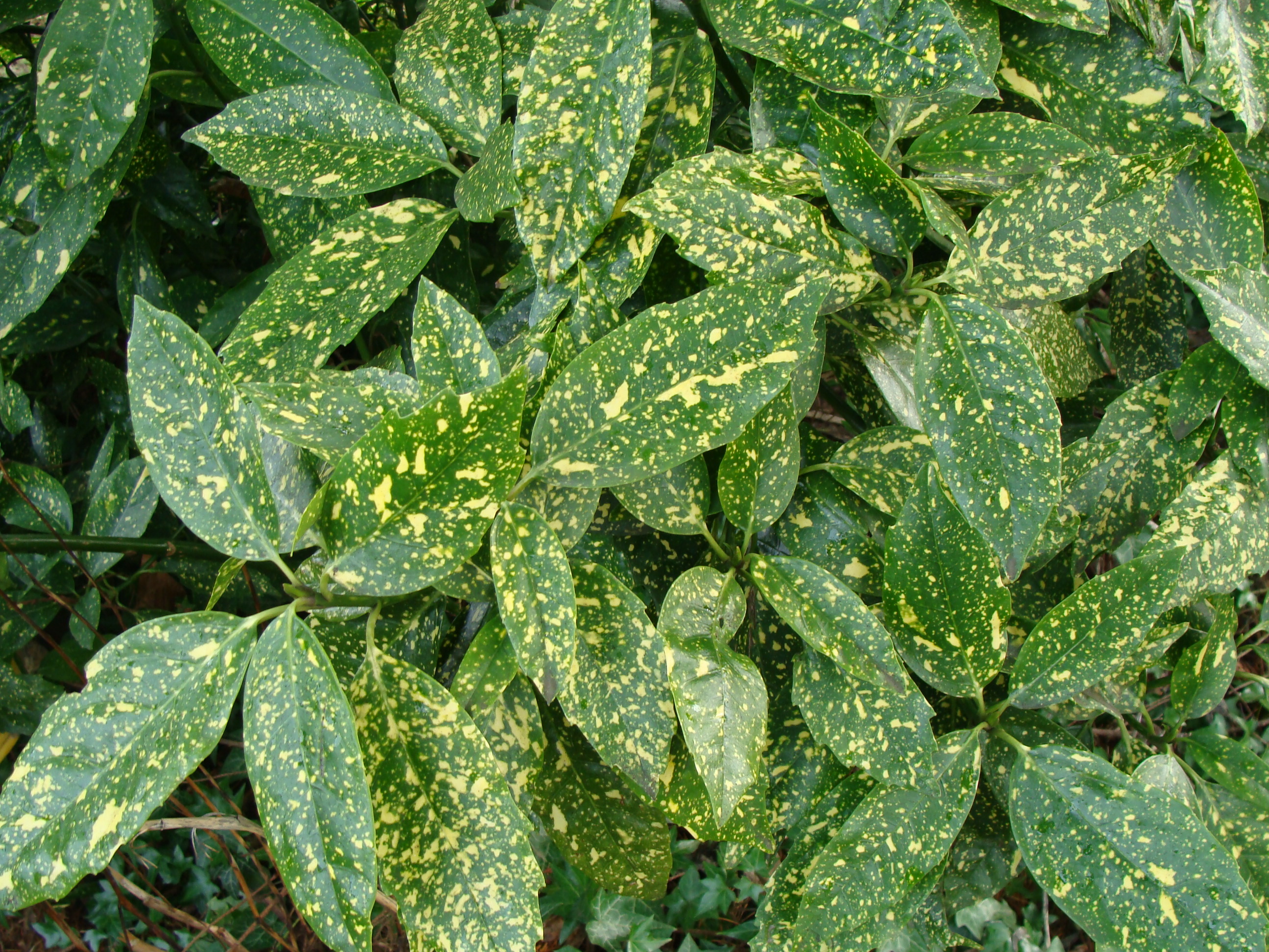 Plant-A-Day 2020 (Day 78) Aucuba japonica | Garden ESCAPADES