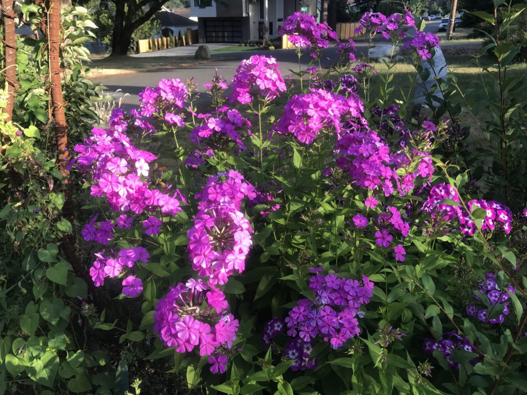 Plant-A-Day 2020 (Day 205) Phlox paniculata “Laura” | Garden ESCAPADES