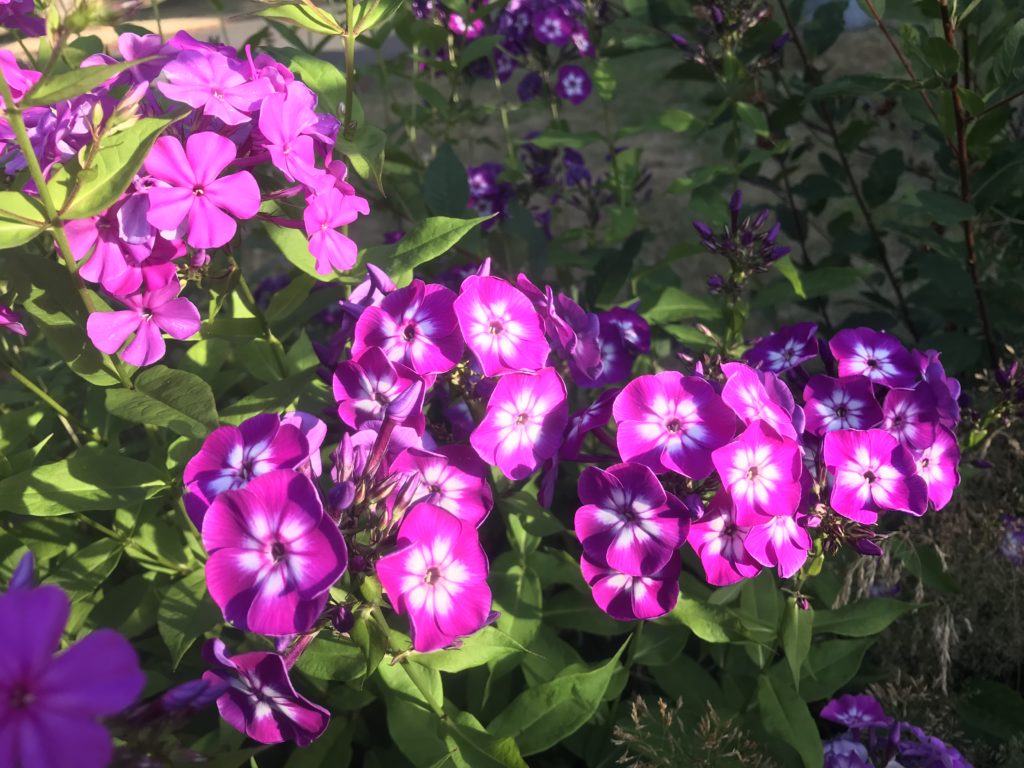 Plant-A-Day 2020 (Day 205) Phlox paniculata “Laura” | Garden ESCAPADES