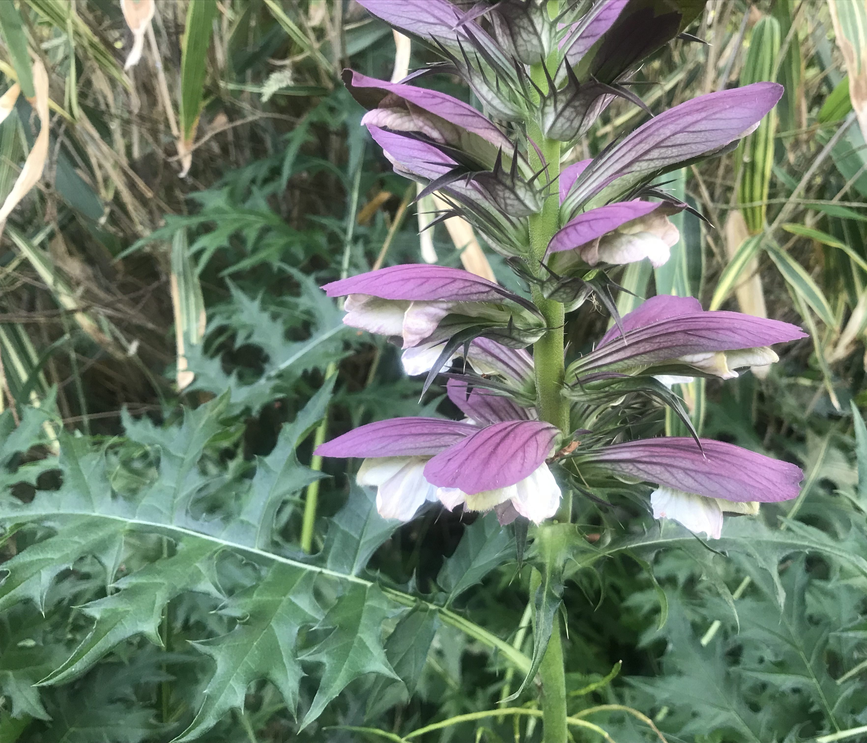 Plant-A-Day 2020 (Day 188) Acanthus spinosus | Garden ESCAPADES