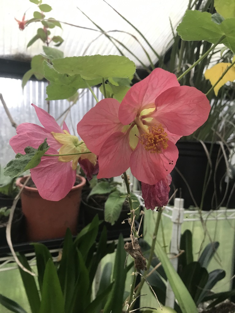 Plant-A-Day 2020 (Day 27) Abutilon hybrids | Garden ESCAPADES