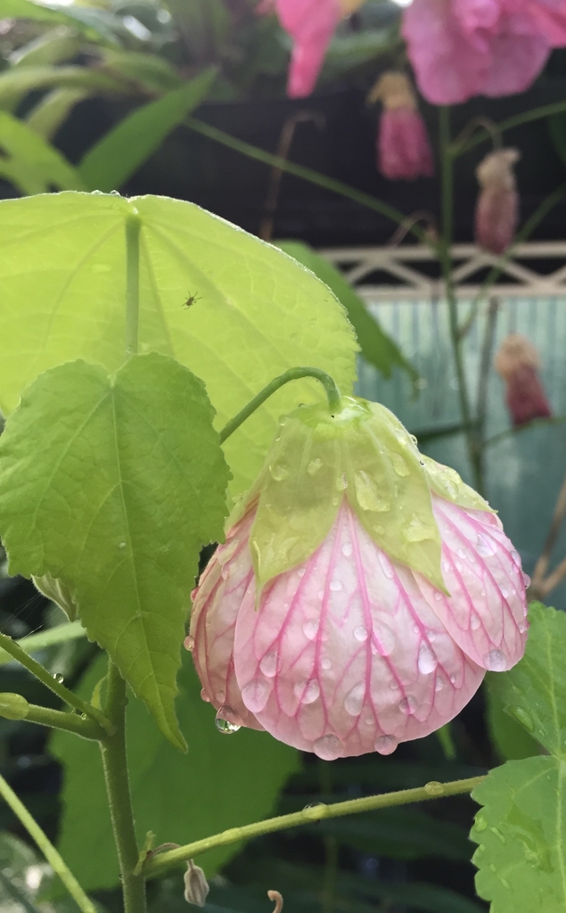 Plant-A-Day 2020 (Day 27) Abutilon hybrids | Garden ESCAPADES