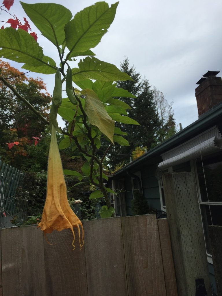 Plant-A-Day 2020 (Day 15) Brugmansia “Charles Grimaldi” | Garden ESCAPADES