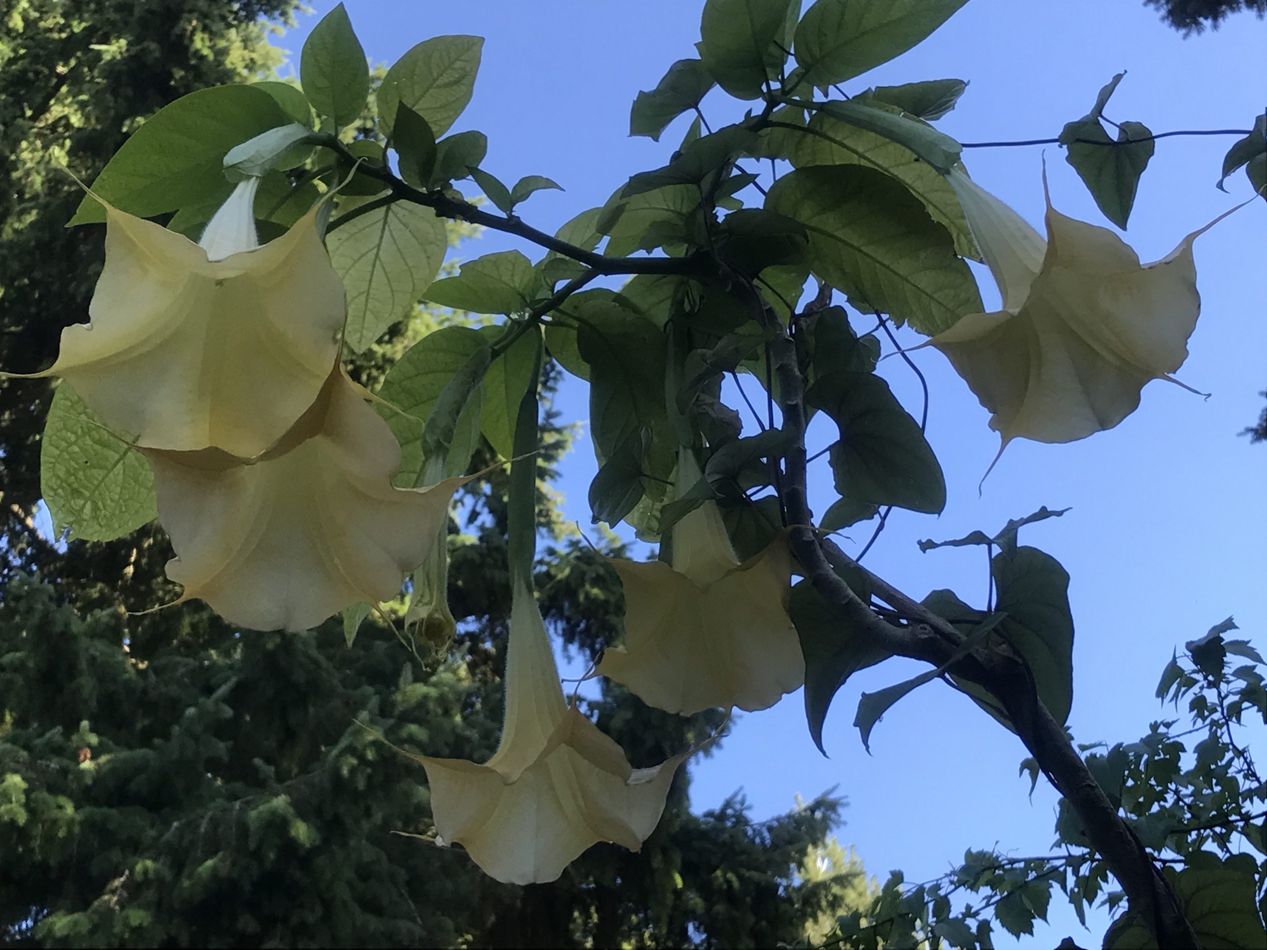 Plant-A-Day 2020 (Day 15) Brugmansia “Charles Grimaldi” | Garden ESCAPADES