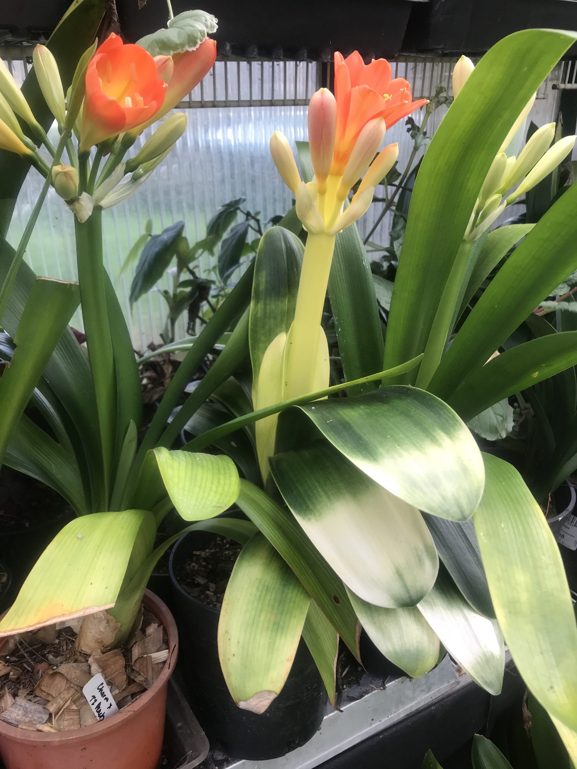 Plant-A-Day 2020 (Day 40) Clivia miniata “Light of Buddha” | Garden ...