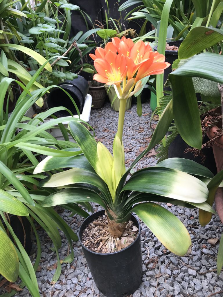 Plant-A-Day 2020 (Day 40) Clivia miniata “Light of Buddha” | Garden ...
