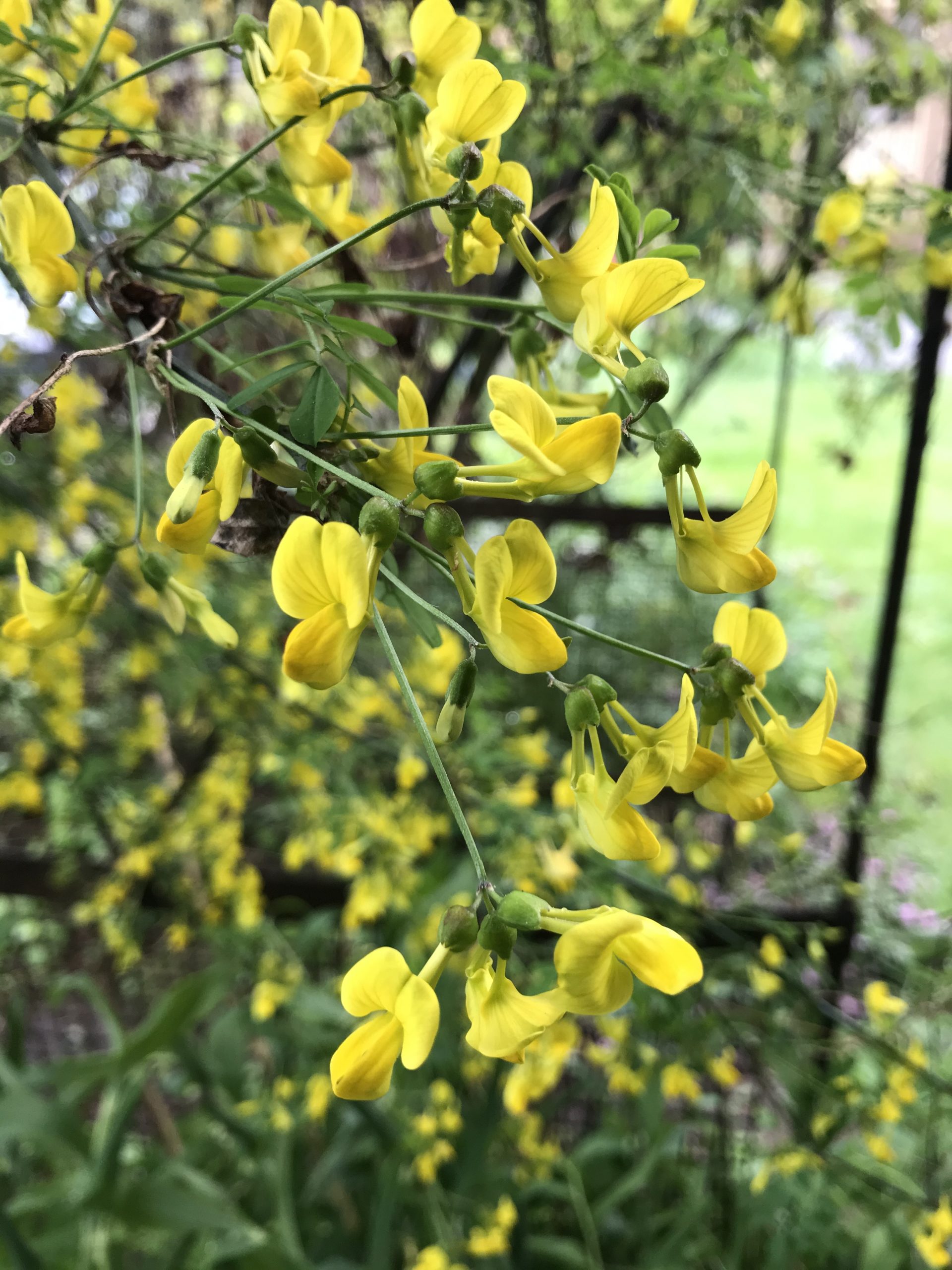 Plant-A-Day 2020 (Day 97) Coronilla emerus | Garden ESCAPADES
