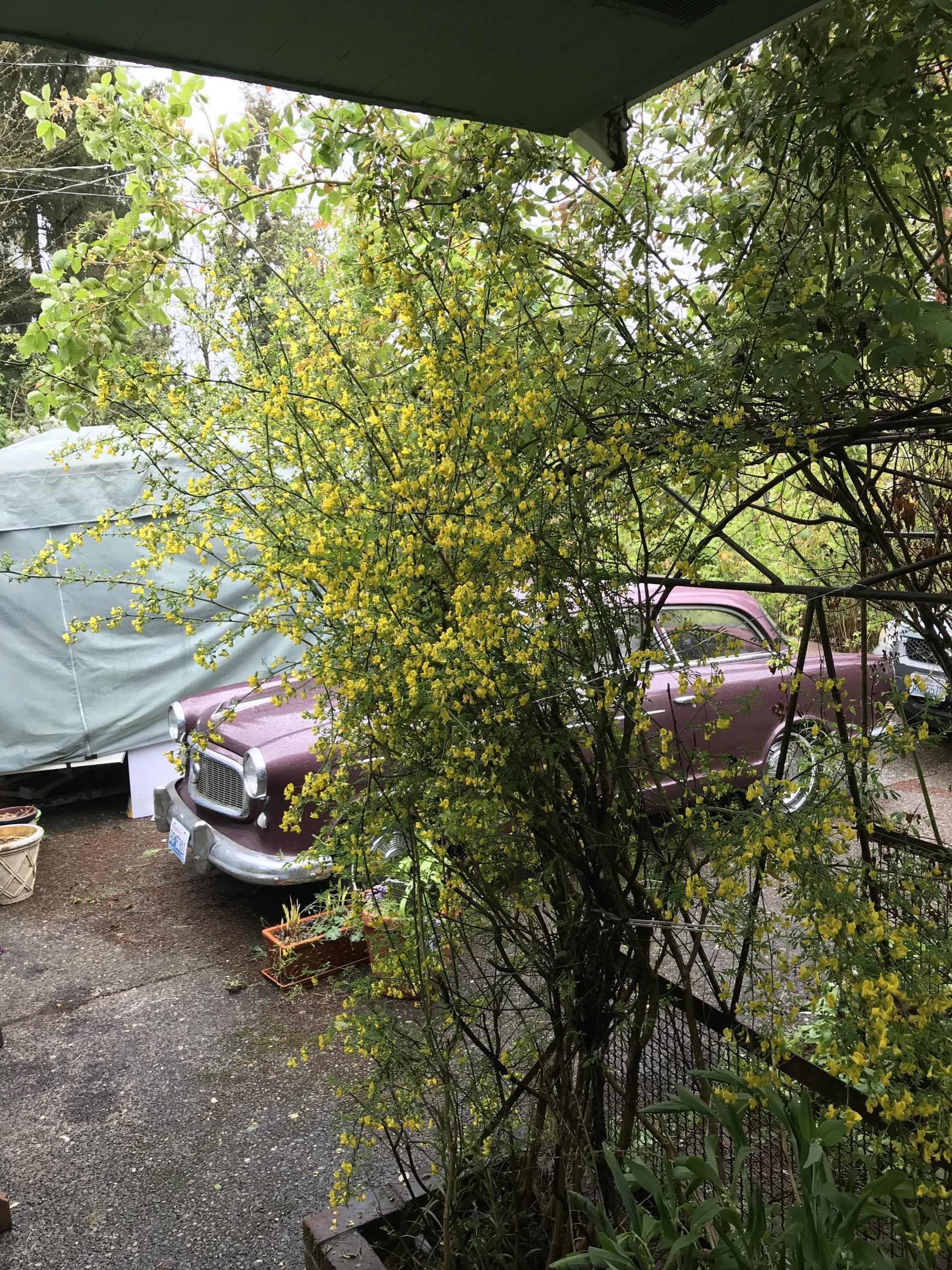 Plant-A-Day 2020 (Day 97) Coronilla emerus | Garden ESCAPADES