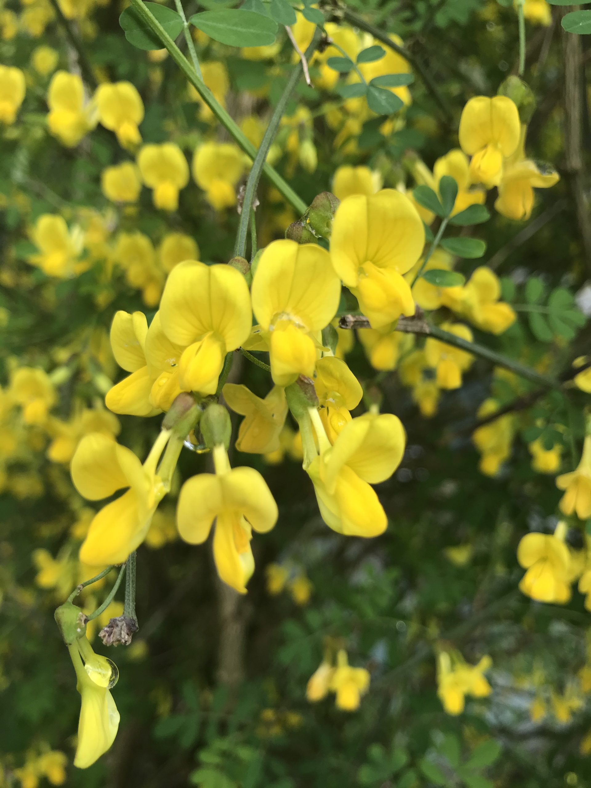 Plant-A-Day 2020 (Day 97) Coronilla emerus | Garden ESCAPADES