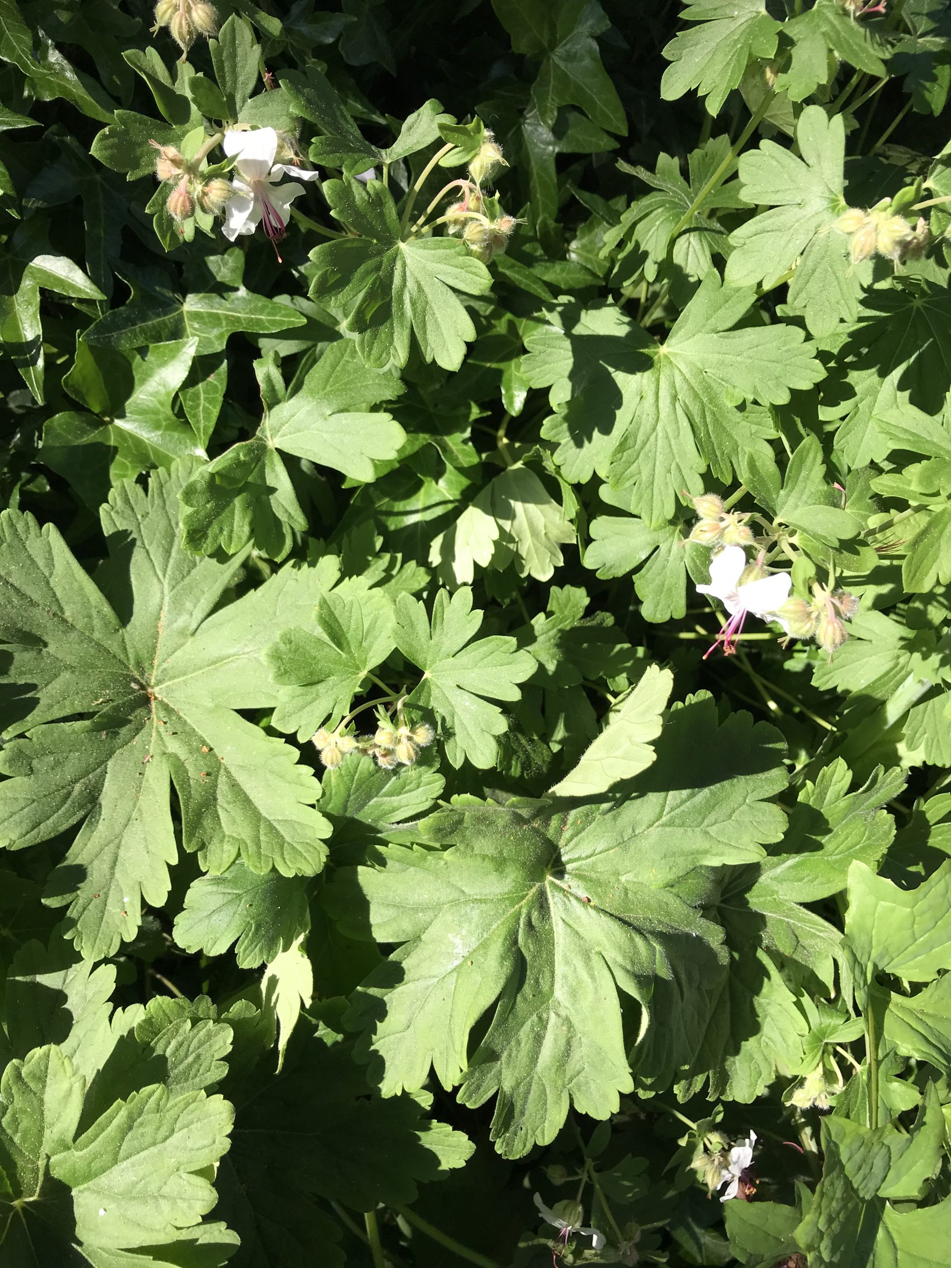 Plant-A-Day 2020 (Day 135) Geranium “Biokovo” | Garden ESCAPADES