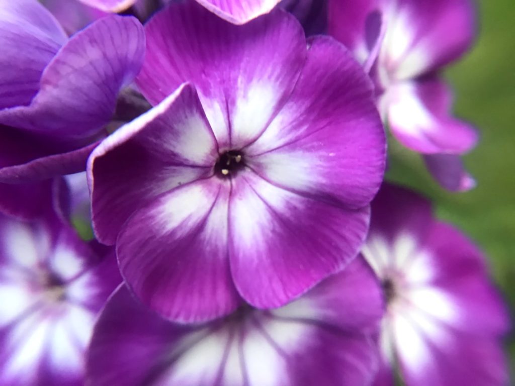 Plant-A-Day 2020 (Day 205) Phlox paniculata “Laura” | Garden ESCAPADES