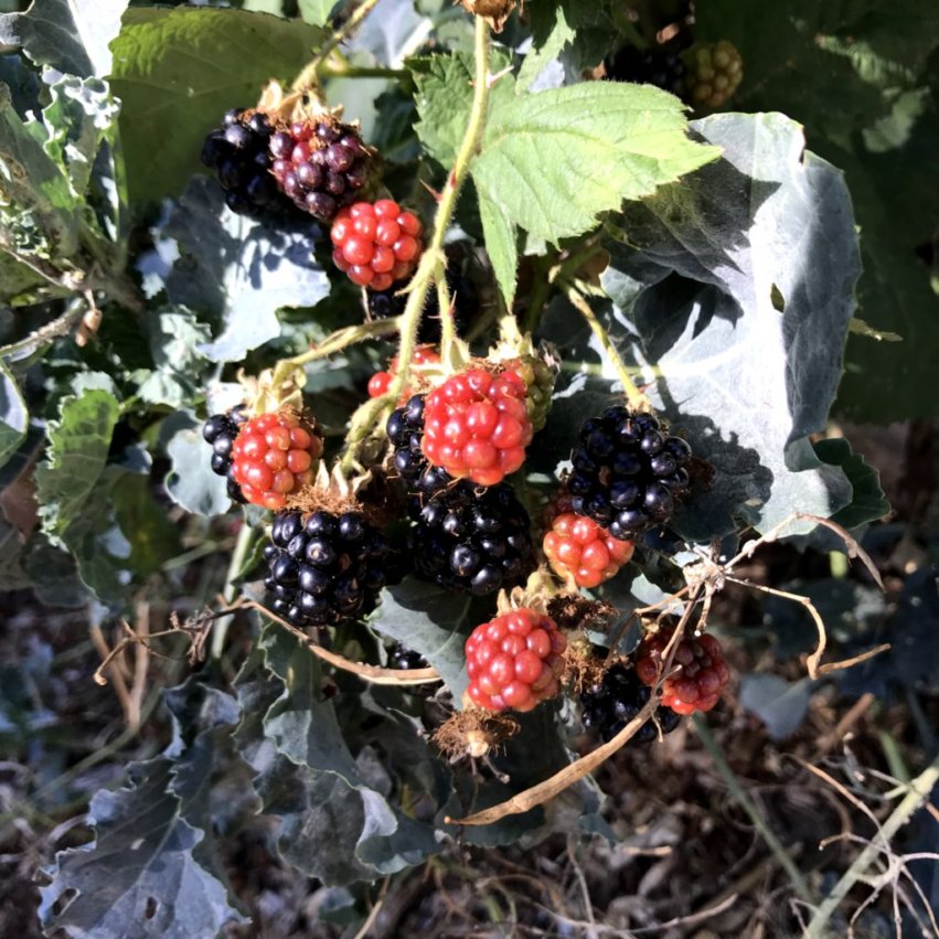 Plant-A-Day 2020 (Day 216) Rubus armeniacus | Garden ESCAPADES