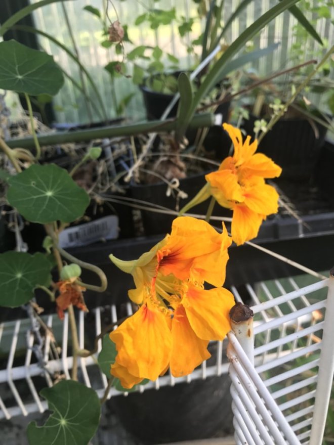 Plant-A-Day 2020 (Day 284) Trapaeolum majus | Garden ESCAPADES