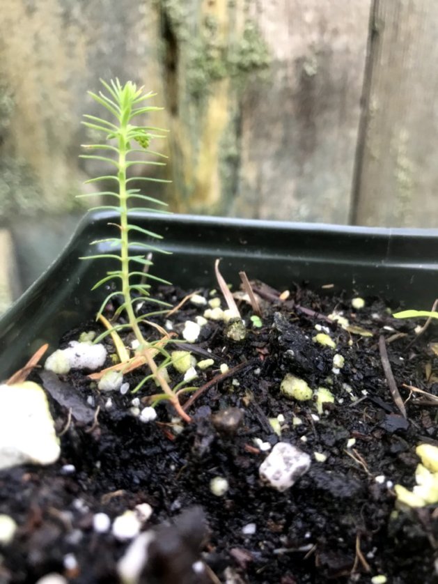 Plant-A-Day 2020 (Day 293) Thuja plicata | Garden ESCAPADES
